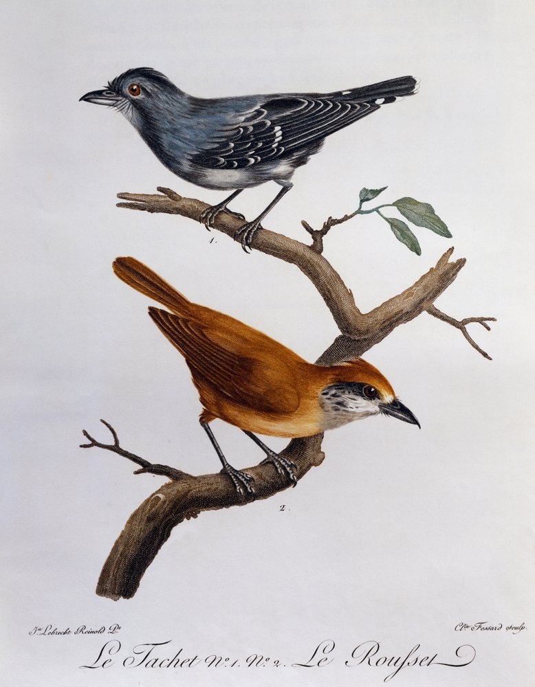 Tachet and Rousset by Francois Le Vaillant: Fine art print