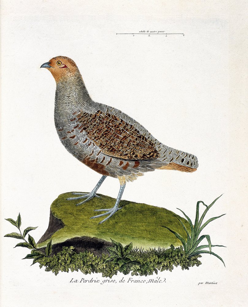 Zoological chart (ornithology): The gray partridge of France, male ...