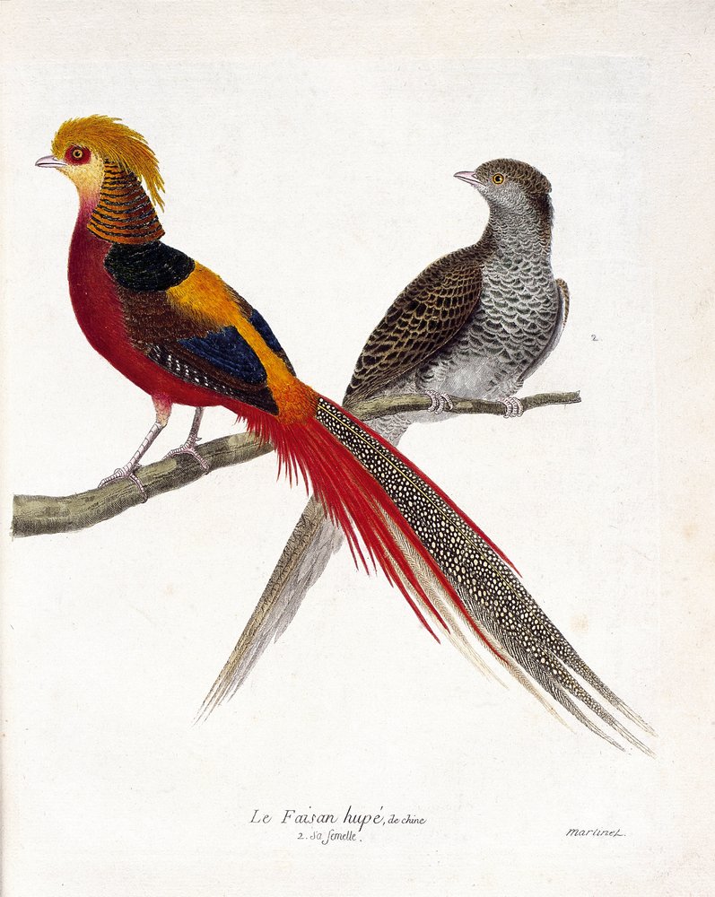 Zoological chart (ornithology): The pheasant of China and its female on ...