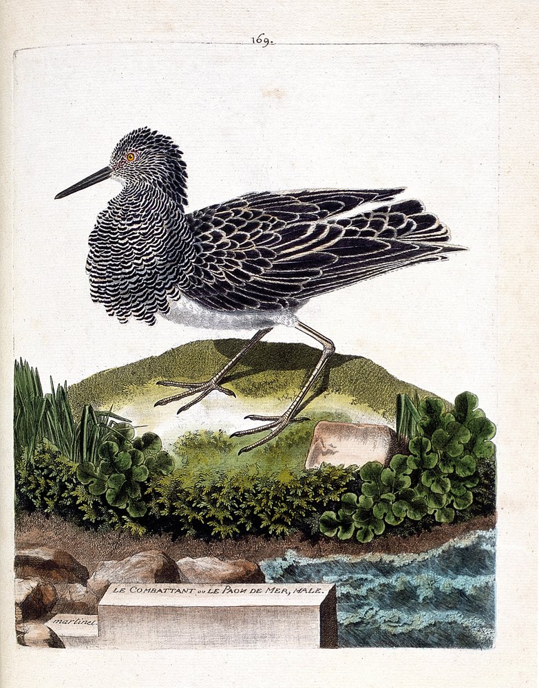 Zoological Chart (Ornithology): The Fighter or the Male Sea Peacock ...