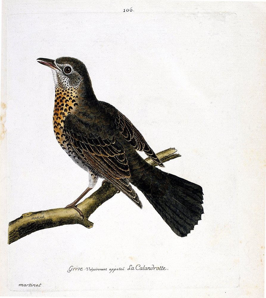 Zoological chart (ornithology): the thrush commonly called the ...