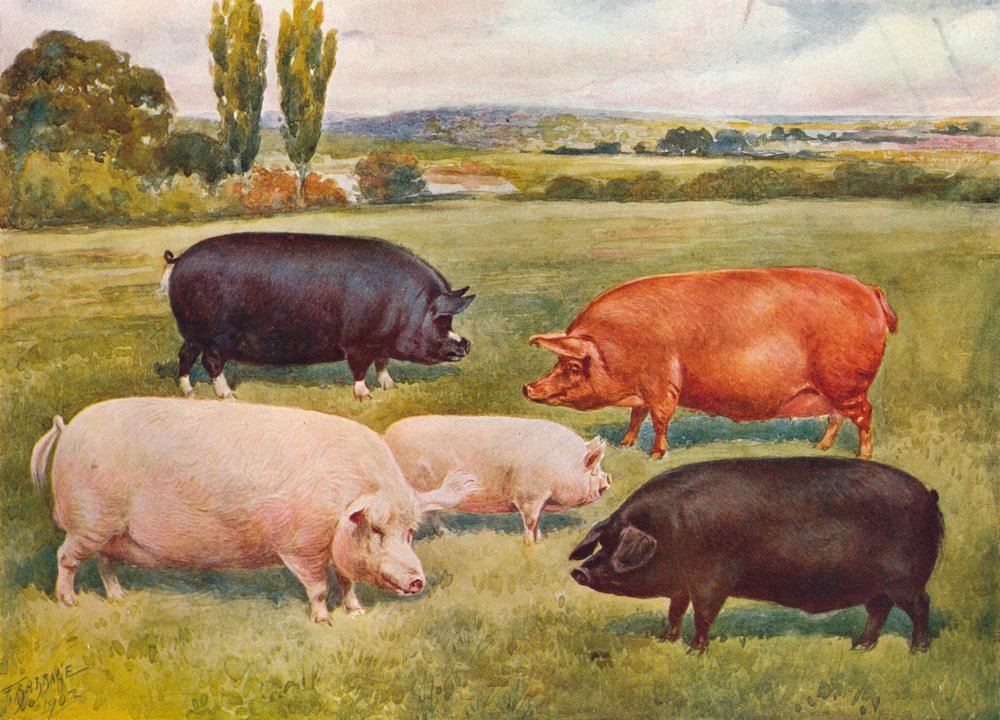 Breeds of pigs, c1902-c1910 by Frank Babbage: Fine art print