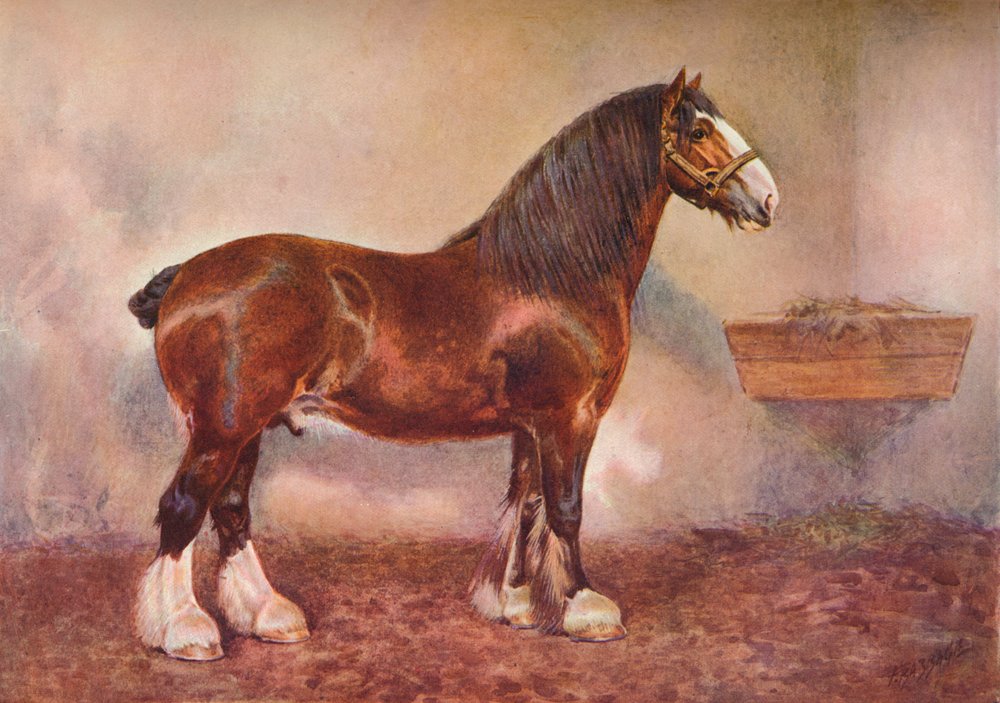 Clydedale stallion Prince of Albion, c1900-c1910