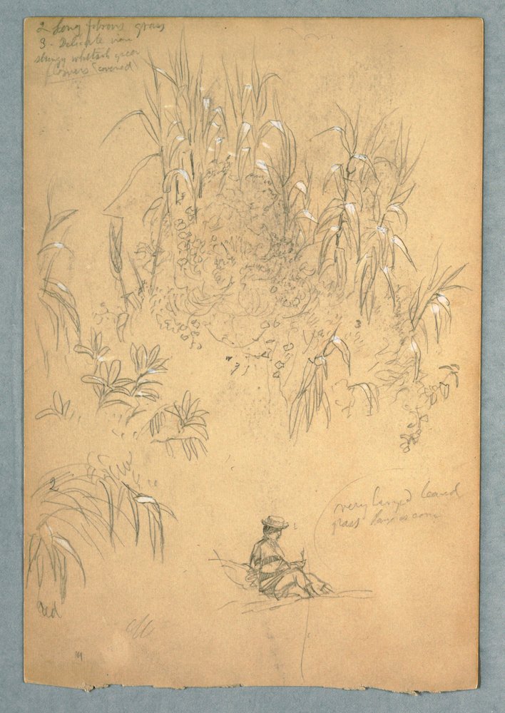 A Detailed Study of a Seated Man and a Group of Plants, Ecuador, 1857 ...