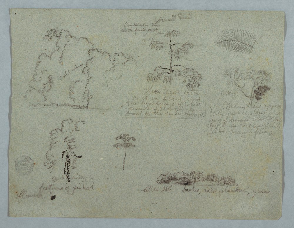 Nature Studies including a Candelabra Tree with a Sloth, Rio Magdalena ...