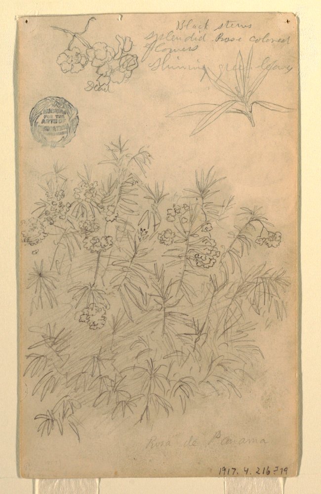 Study of a Rosa de Panama or Oleander Plant, May–June 1857