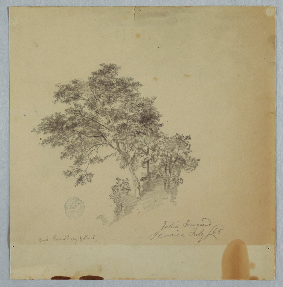 Indian Tamarind Trees, Jamaica by Frederic Edwin Church