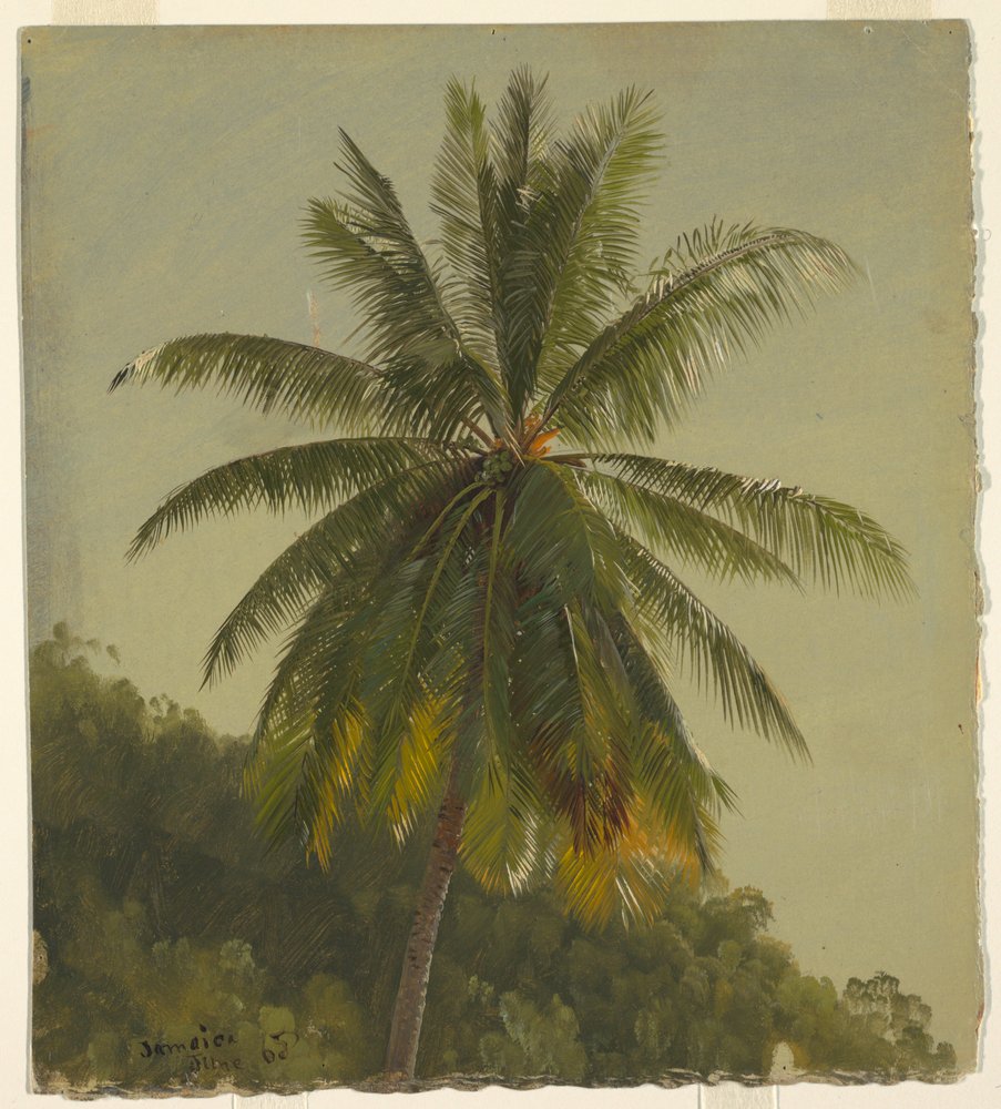 Study of Palm Tree, Jamaica by Frederic Edwin Church