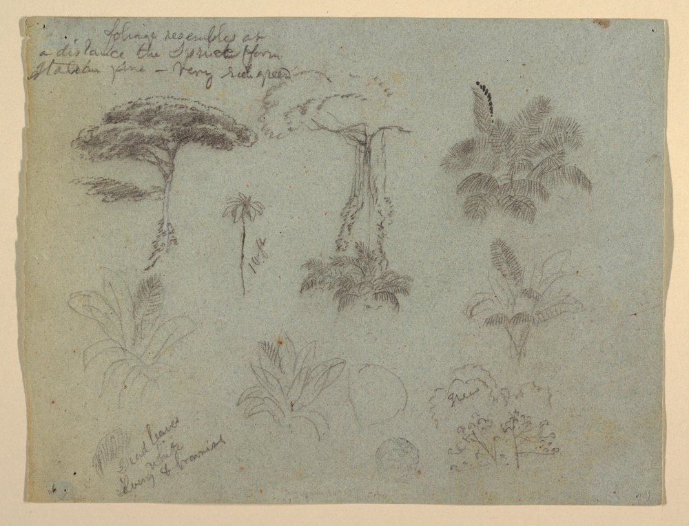 Tree Studies Seen from the Rio Magdalena, Colombia