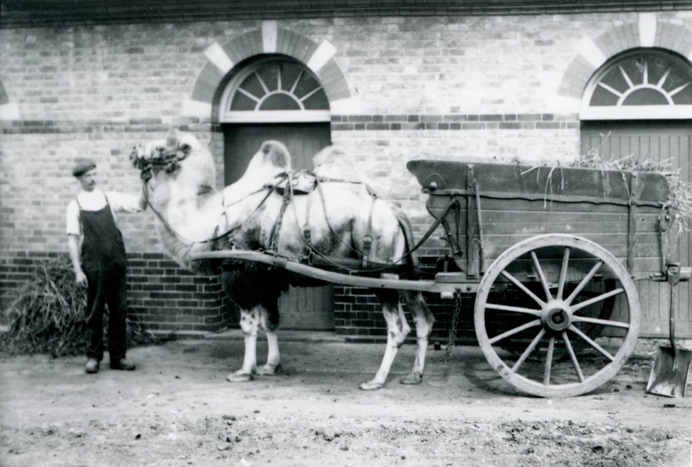 A Bactrian Camel pulling a dung cart at London Zoo