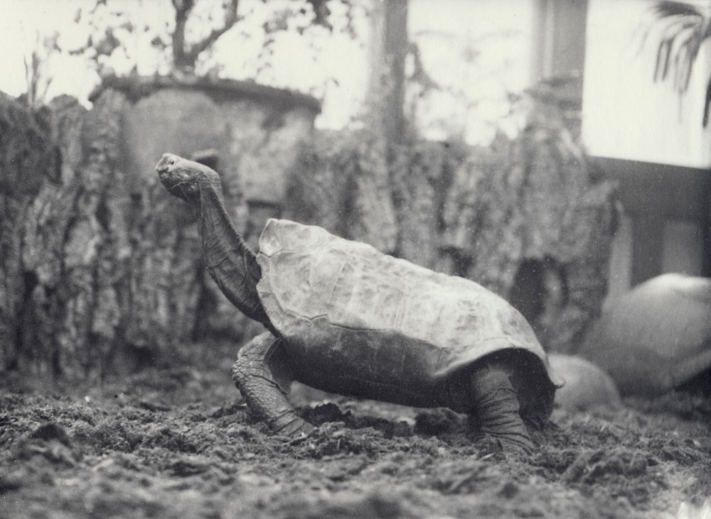 Abingdon Pinta Island Giant Tortoise at London Zoo, March 1914