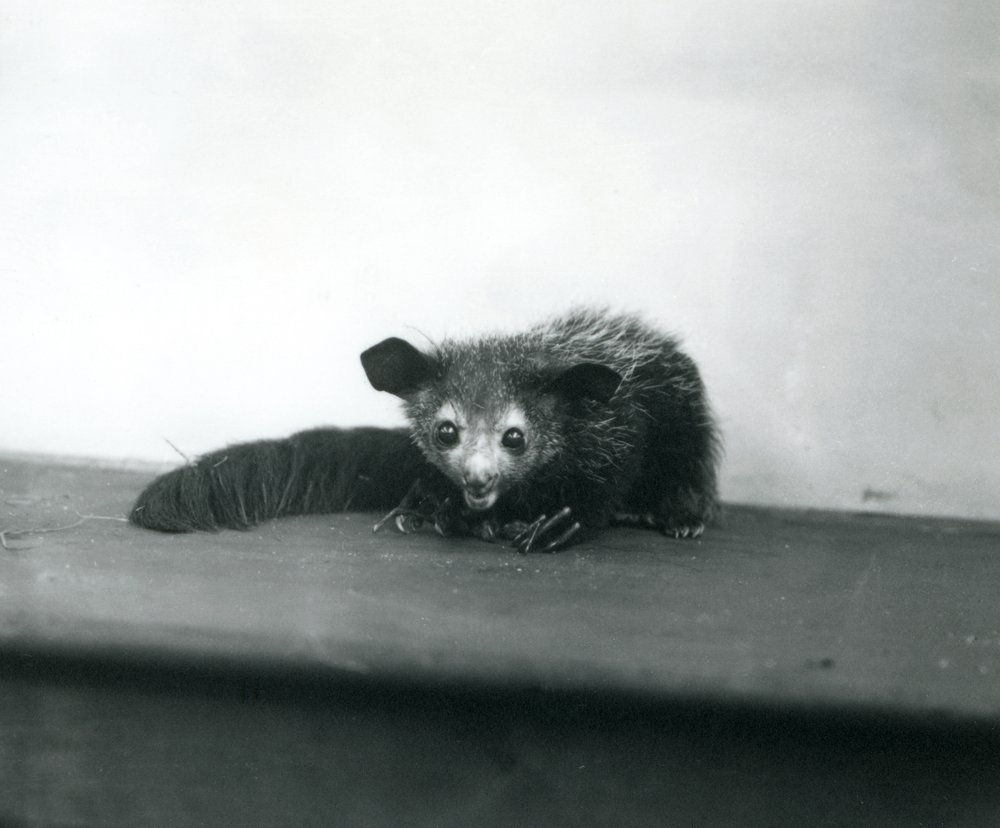 An Aye-aye at London Zoo by Frederick William Bond
