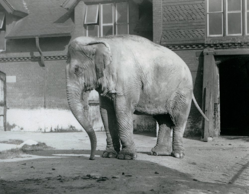 A Burmese Elephant standing outside the Elephant House at London Zoo in ...