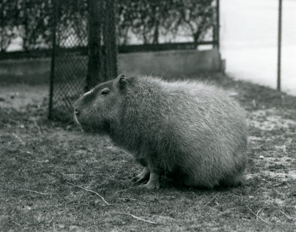 A Capybara sitting in its enclosure at London Zoo