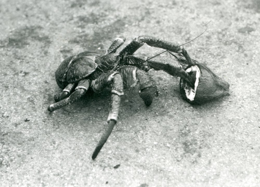 A Coconut Crab Feeding on Coconut, London Zoo, July 1927
