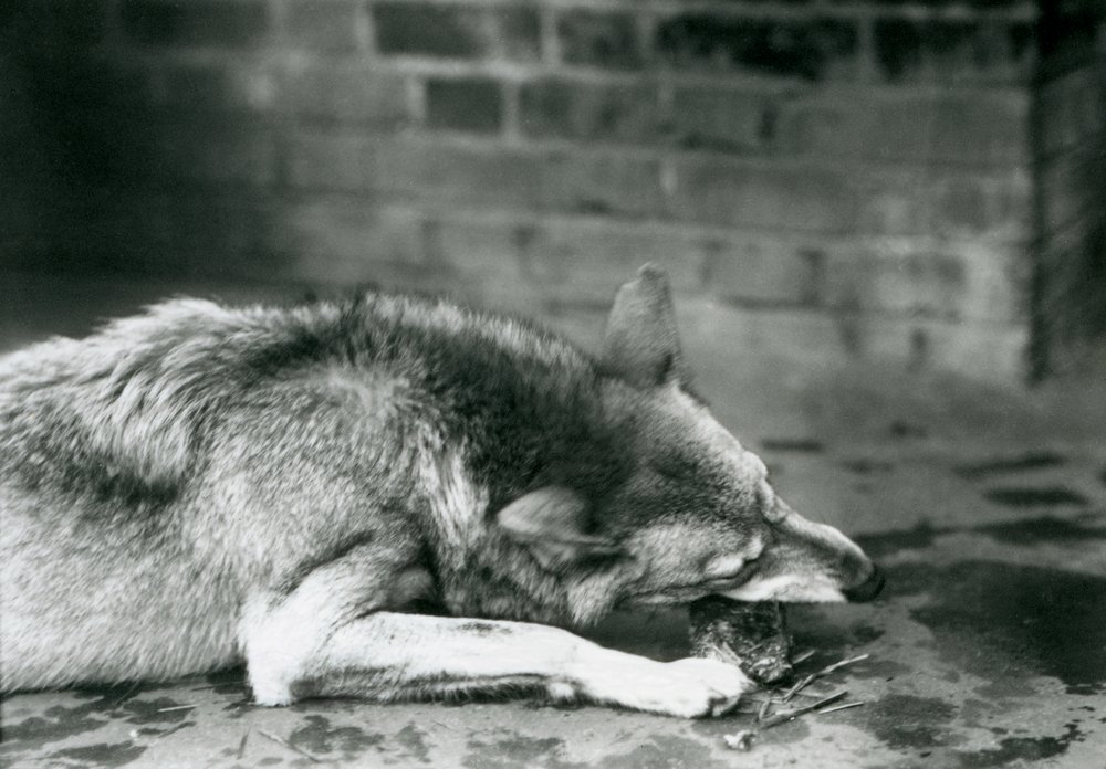 A Grey Timber Wolf lying down to eat at London Zoo in 1927
