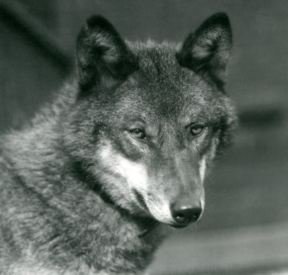A Grey Wolf at London Zoo, 1925 by Frederick William Bond