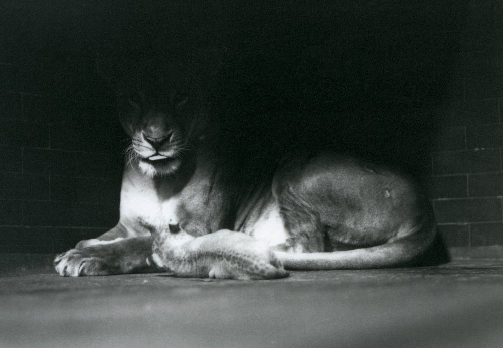 A Lion cub lying down with its mother in the shadow of the rear of ...