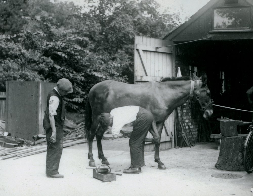 A Mule Being Shod at London Zoo in 1924