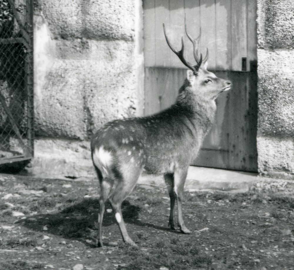 A Sika Spotted Stag Standing in His Enclosure, London Zoo (August 1927)