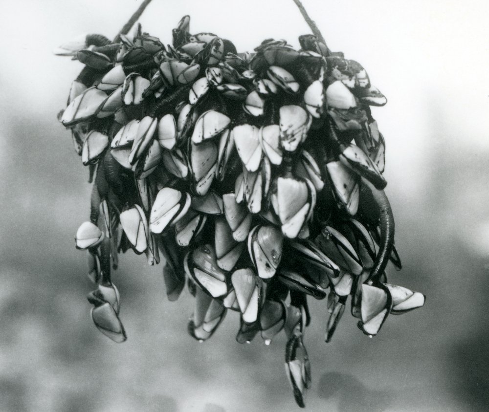 Pelagic Gooseneck Barnacles at London Zoo, March 1925