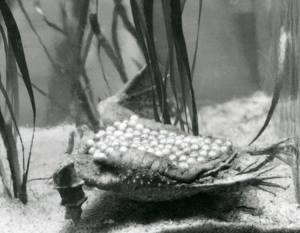 frog eggs embedded in back