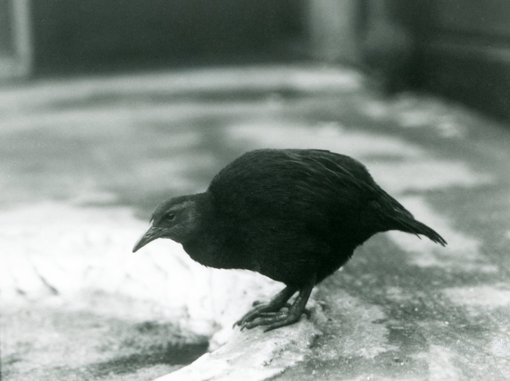 A flightless Weka at London Zoo in 1927