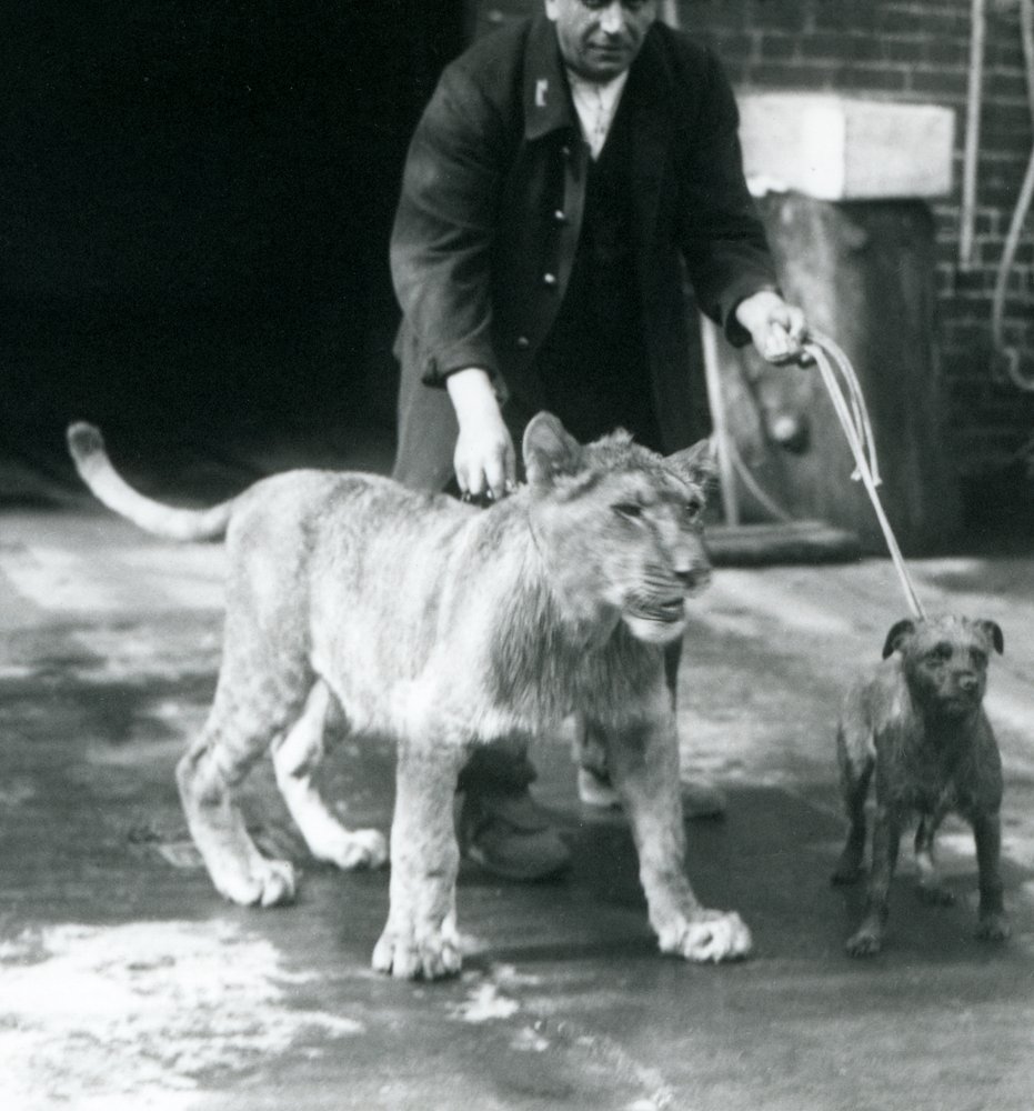 A keeper taking a dog and young lion for a walk, London Zoo, August 1925