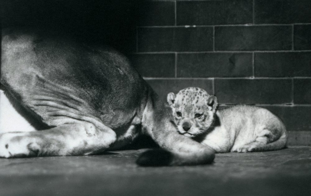 A lion cub lies down behind its mother's tail, London Zoo, October 1925