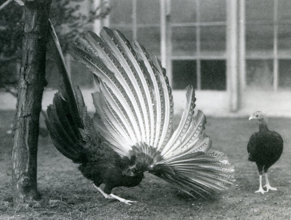 A Male Argus Pheasant Displaying His Wing and Tail Feathers, While a ...