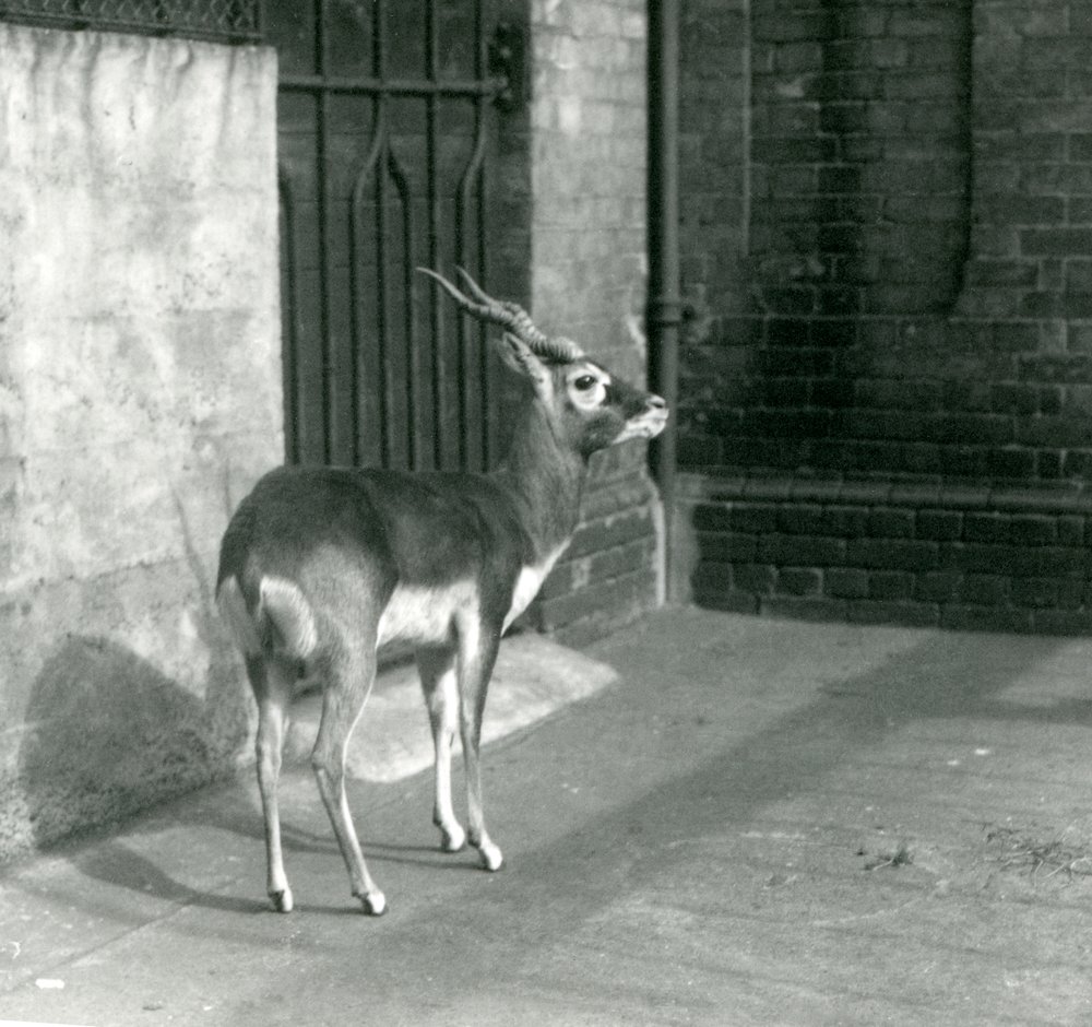 A male Blackbuck standing in its enclosure at London Zoo in June 1925