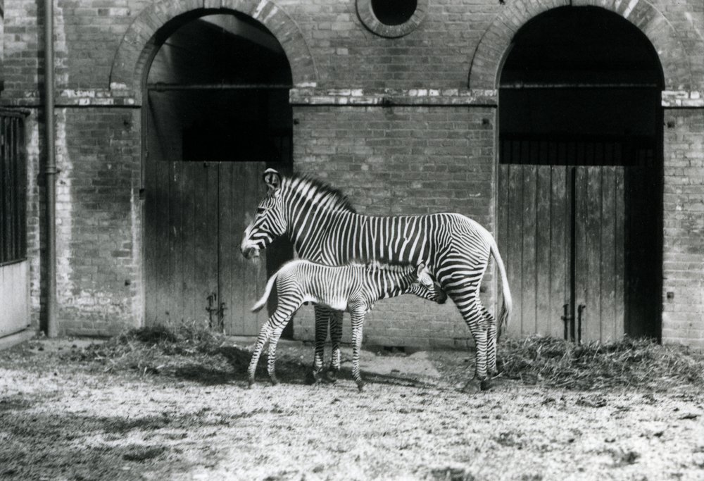 An Endangered Grevy's Imperial Zebra, standing feeding her 4 day old ...