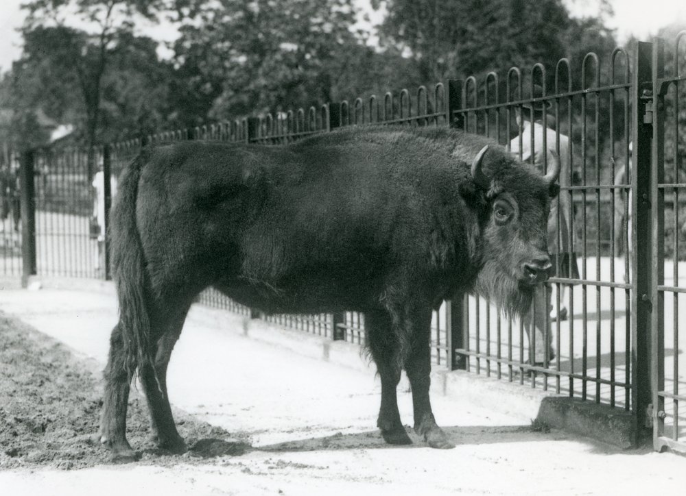 European Bison 'Georgina' at the Bars of Her Paddock, London Zoo