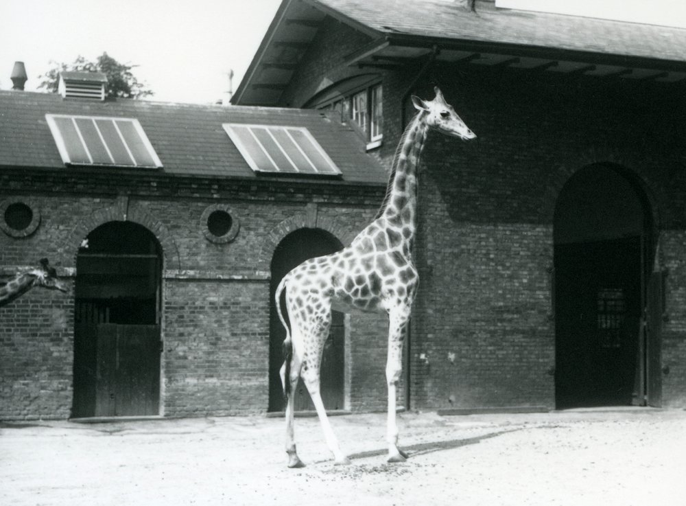 Female Giraffe, Maud, standing in the paddock outside the Giraffe House ...