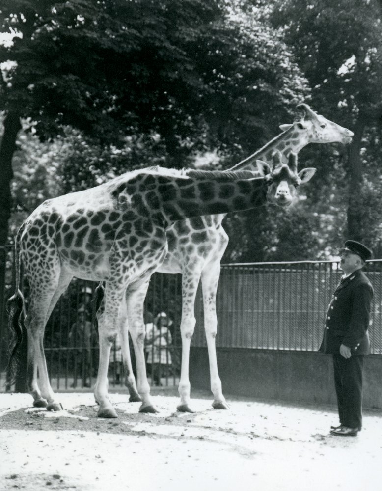 Female Giraffes Maud and Maggie, with Keeper Ernie Professor Bowman ...