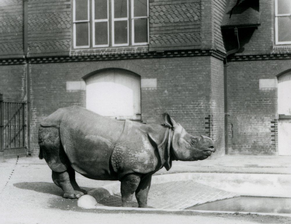 Indian Rhinoceros Felix Standing at the Edge of His Pool at London Zoo ...