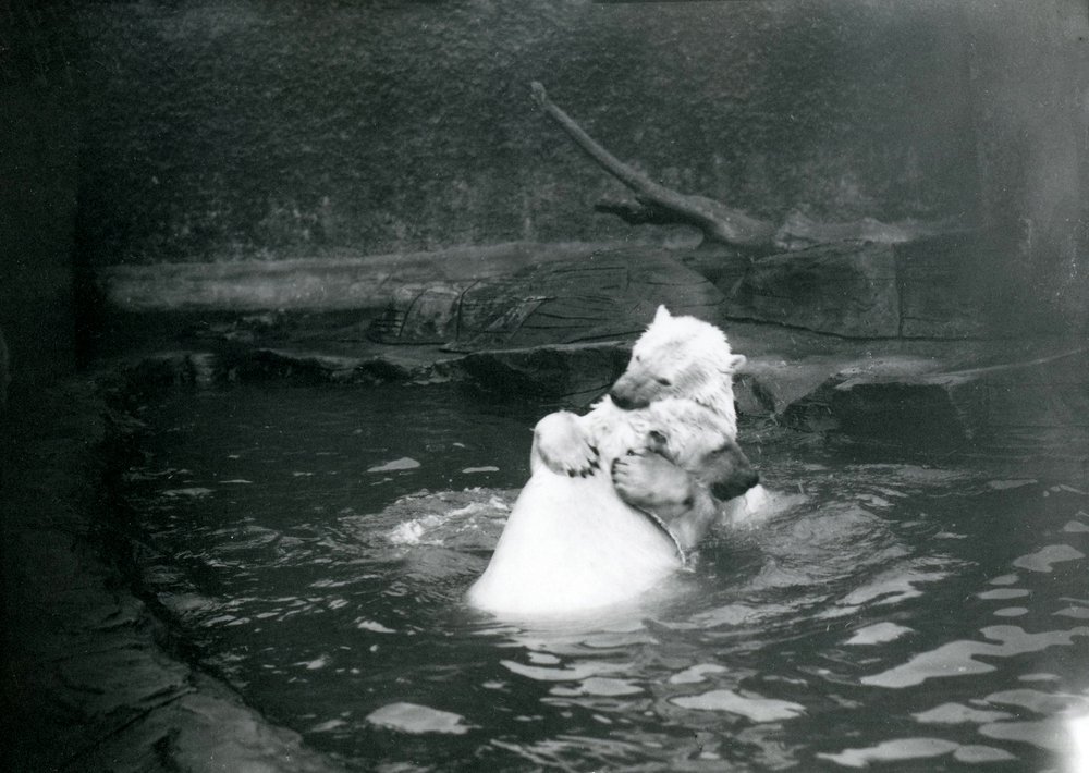 two bears playing pool