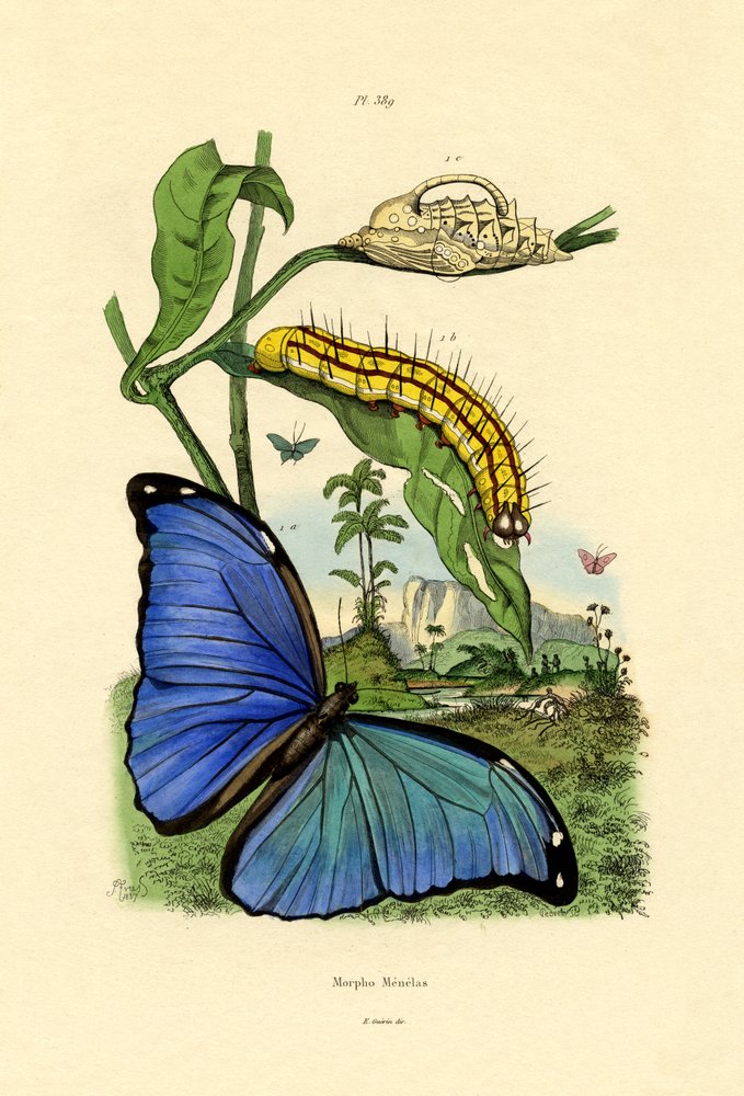 Blue Morpho by French School: Buy fine art print