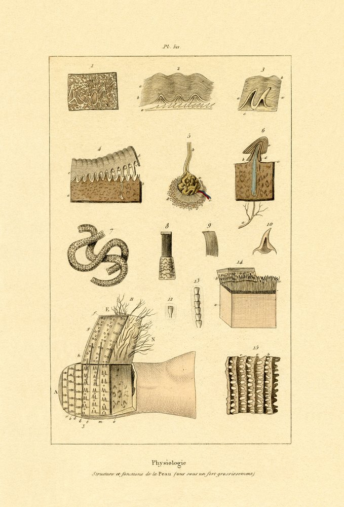 Human Skin by French School: High-quality fine art print