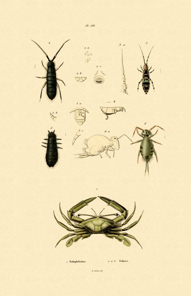 Sentinel Crab by French School: Buy fine art print