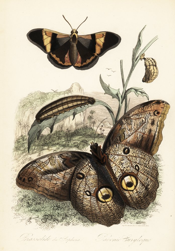 Caterpillar To Butterfly Painting