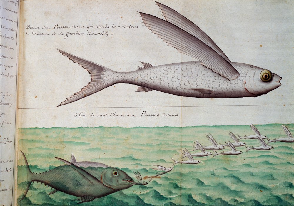 Flying fish and tuna chasing flying fish, Tropic of Cancer