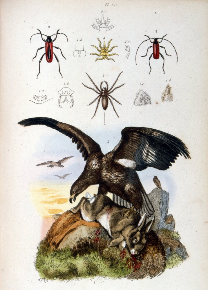 Illustration of an Eagle Killing a Rabbit with Spiders Shown Above