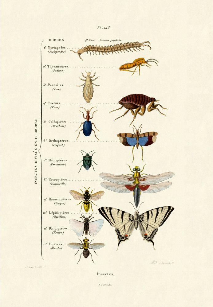 Insects by French School: Highest-quality art reproduction