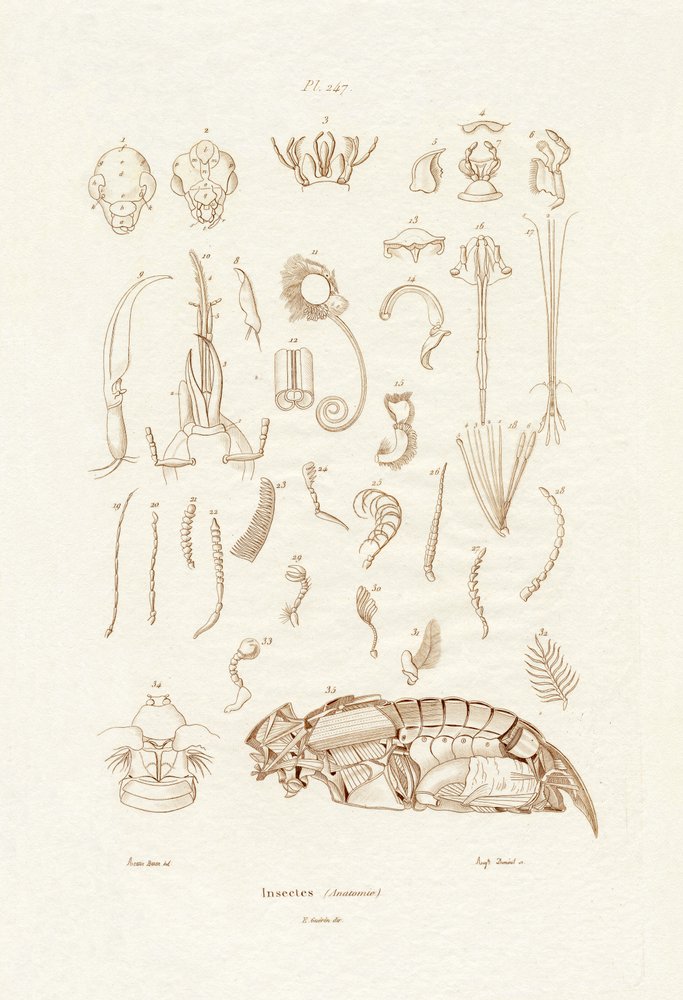 Insects by French School: Highest-quality art reproduction