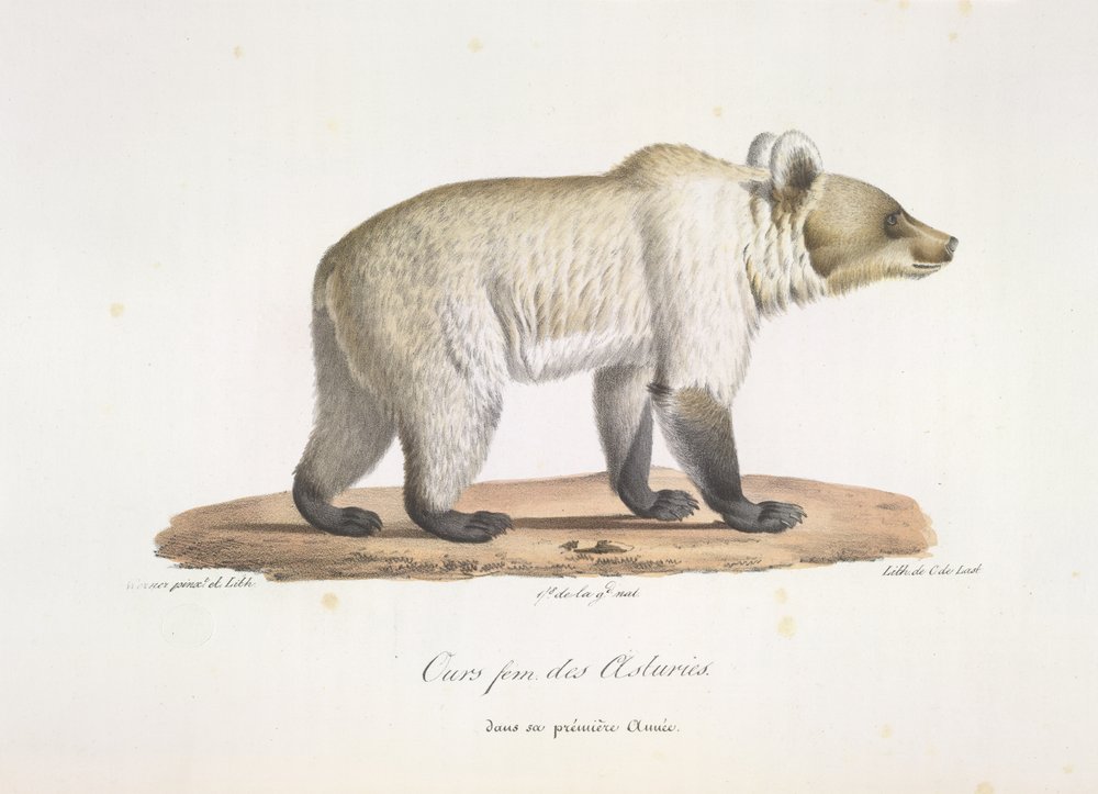 Female Spanish Brown Bear, from Histoire Naturelle des Mammifères