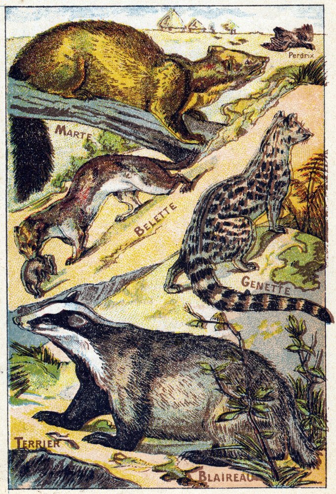 Plate 1: Partridge, Marten, Weasel, Genet, Badger, Terrier (Engraving ...