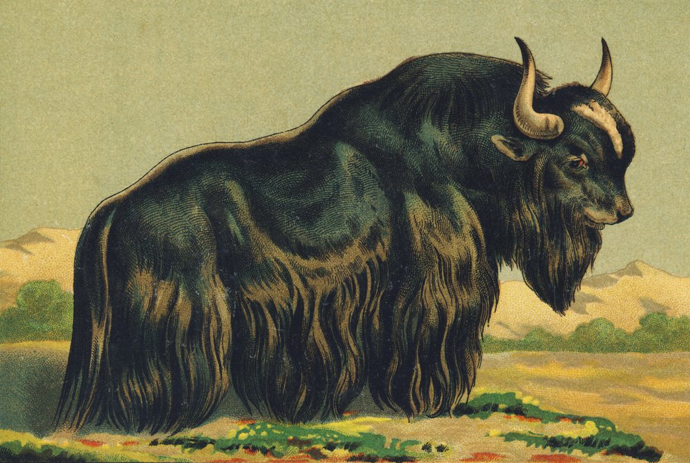 Y as Yak by French School: Premium art reproduction