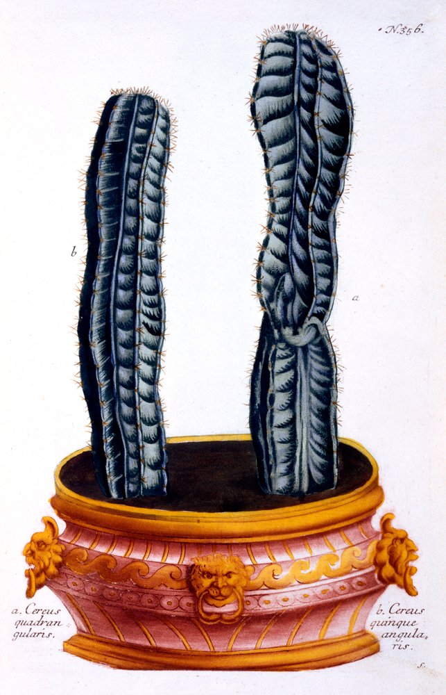 Cereus Quadrangularis and Cereus Quinque Angularis, from 'Phytanthoza ...
