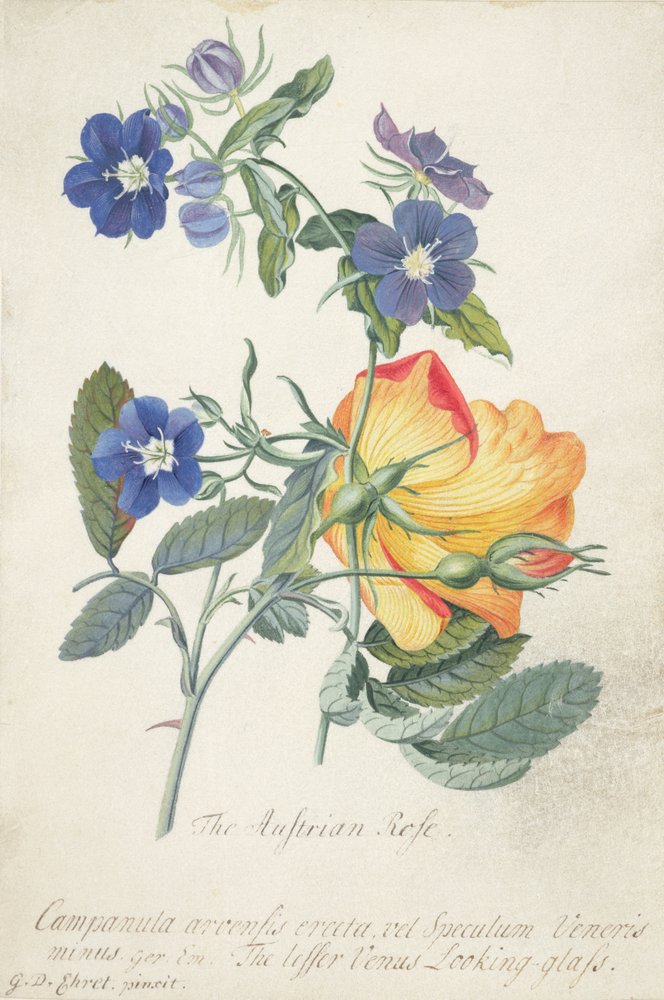 The Austrian Rose, Intertwined Spray of the Two Separate Species